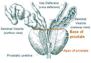 Anatomy of the Prostate Explained - Prostate For Dummies